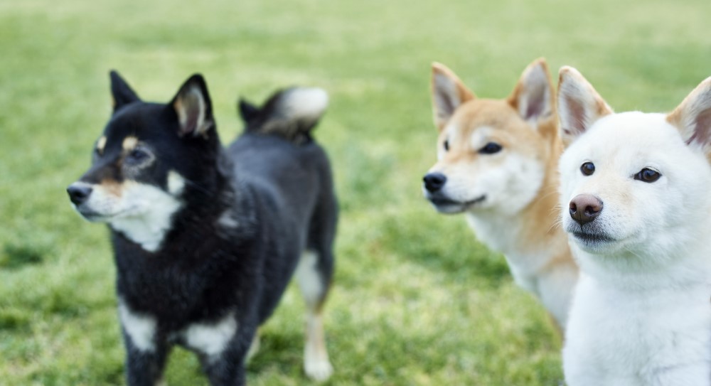 Japanese Dog Breeds – Live Showcase – Japan House London