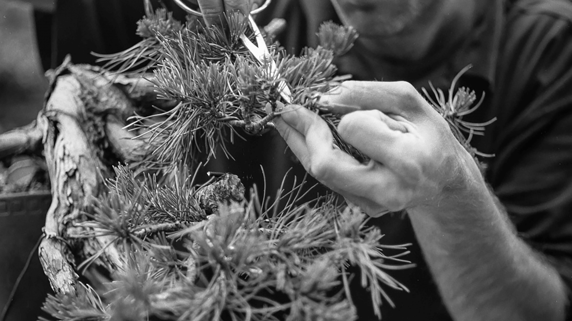 How to Grow a Bonsai - Japan House London