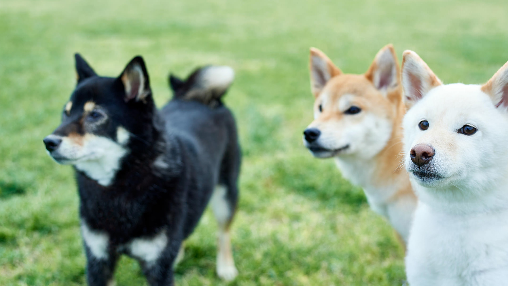 Dogs and Japanese Cultures - Japan House London